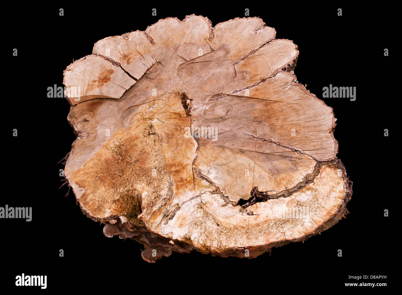 Huge cut tree trunk giving a nice view of the inner texture, isolated ...