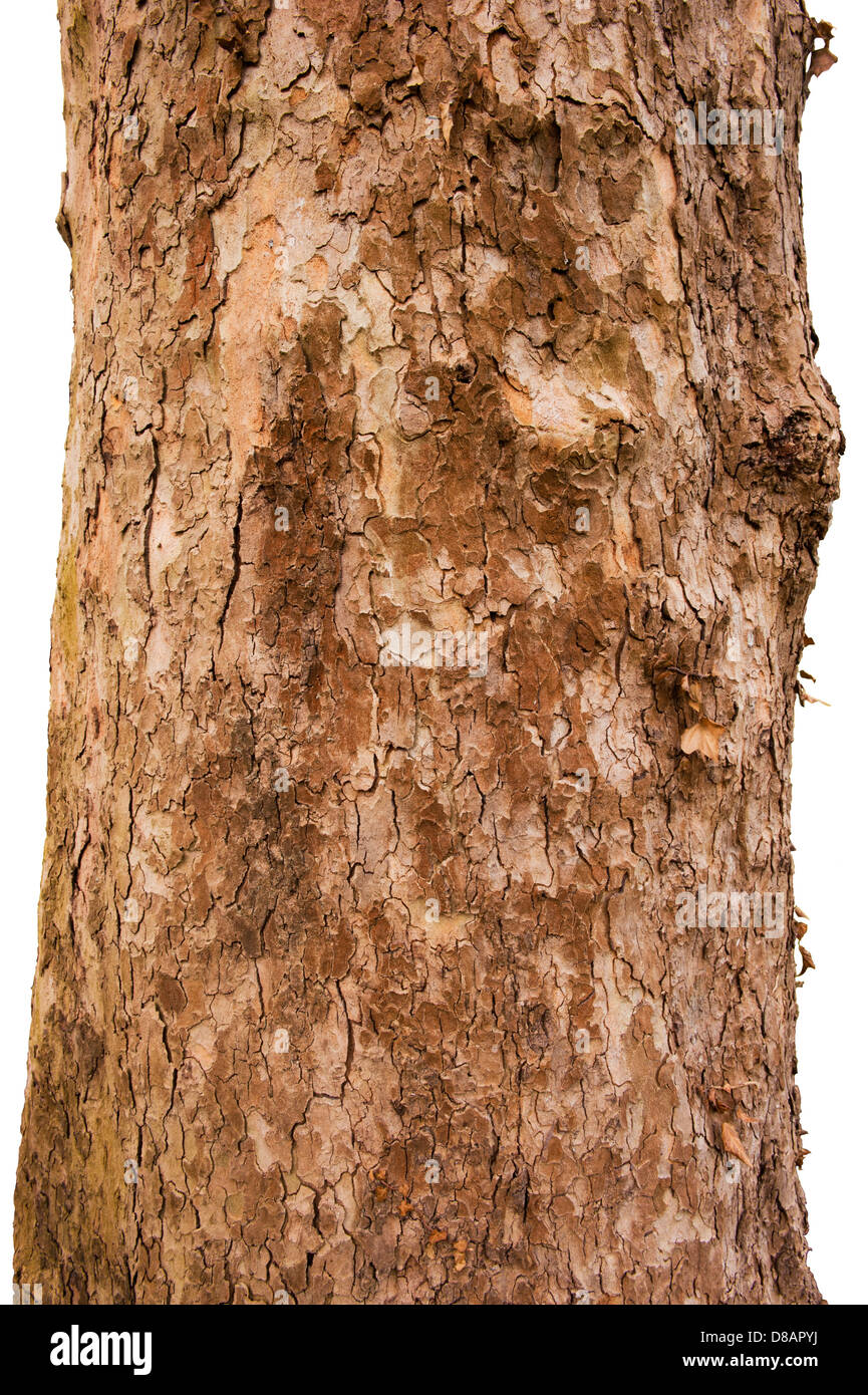 Scaly tree bark of the Sycamore tree isolated on white background Stock ...