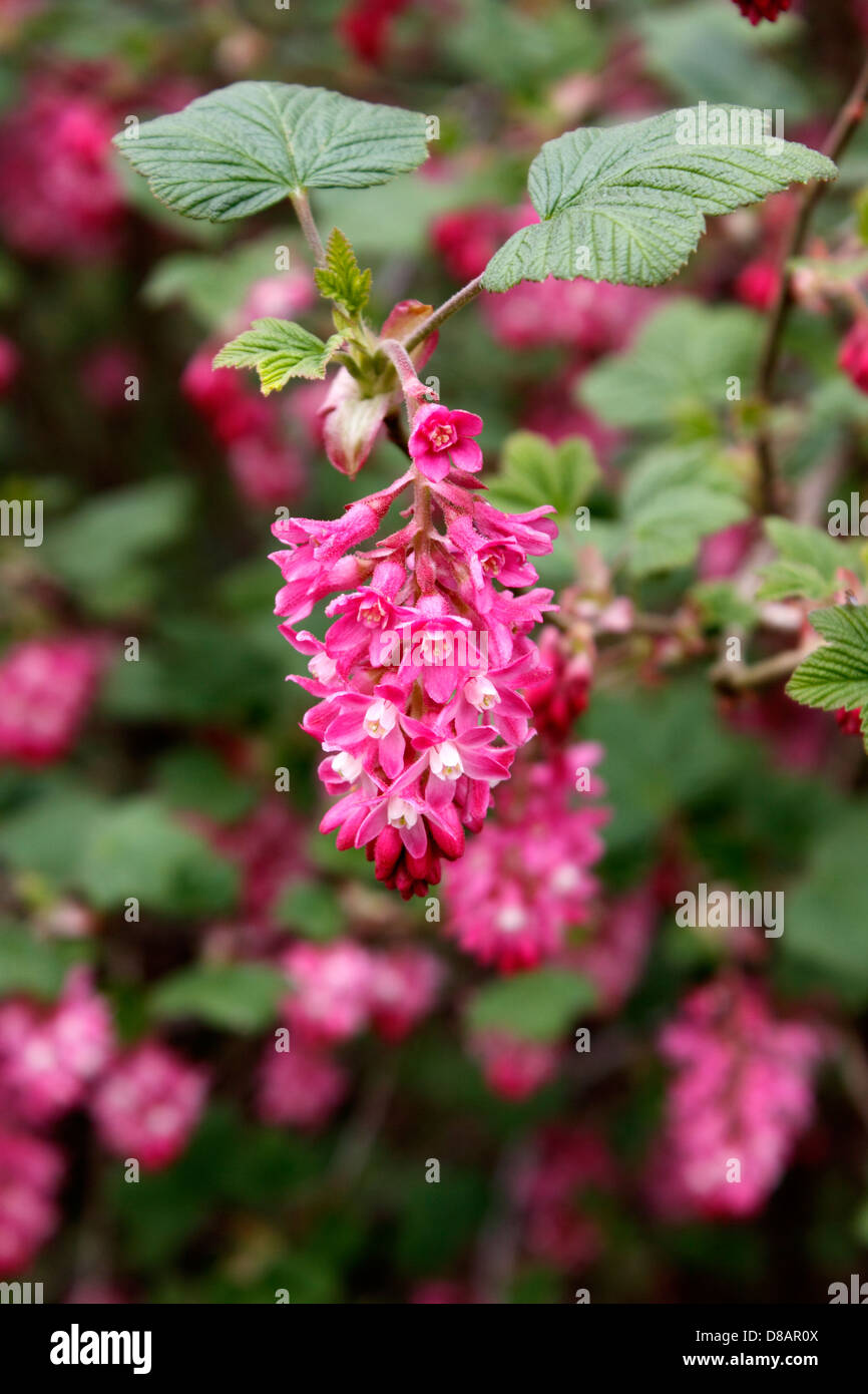 RIBES SANGUINEUM ATRORUBENS. FLOWERING CURRENT Stock Photo - Alamy