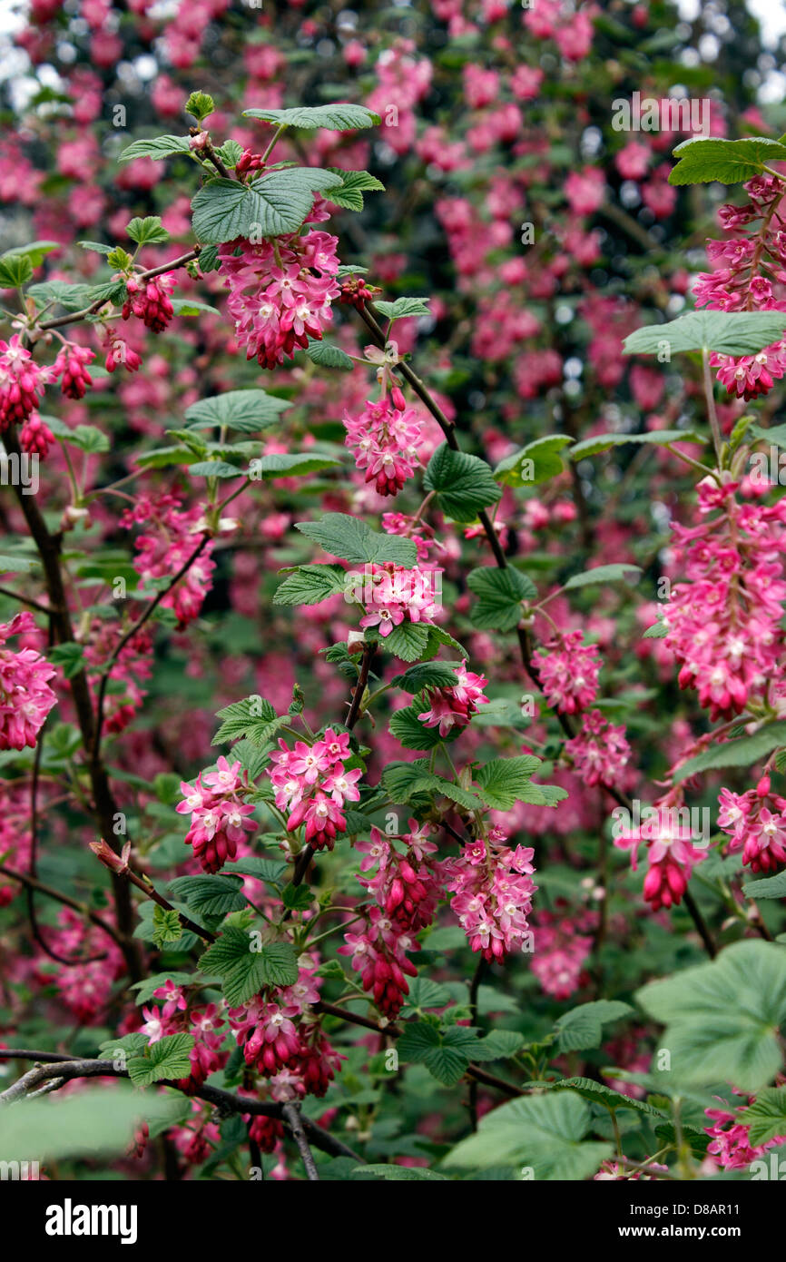 RIBES SANGUINEUM ATRORUBENS. FLOWERING CURRENT Stock Photo - Alamy