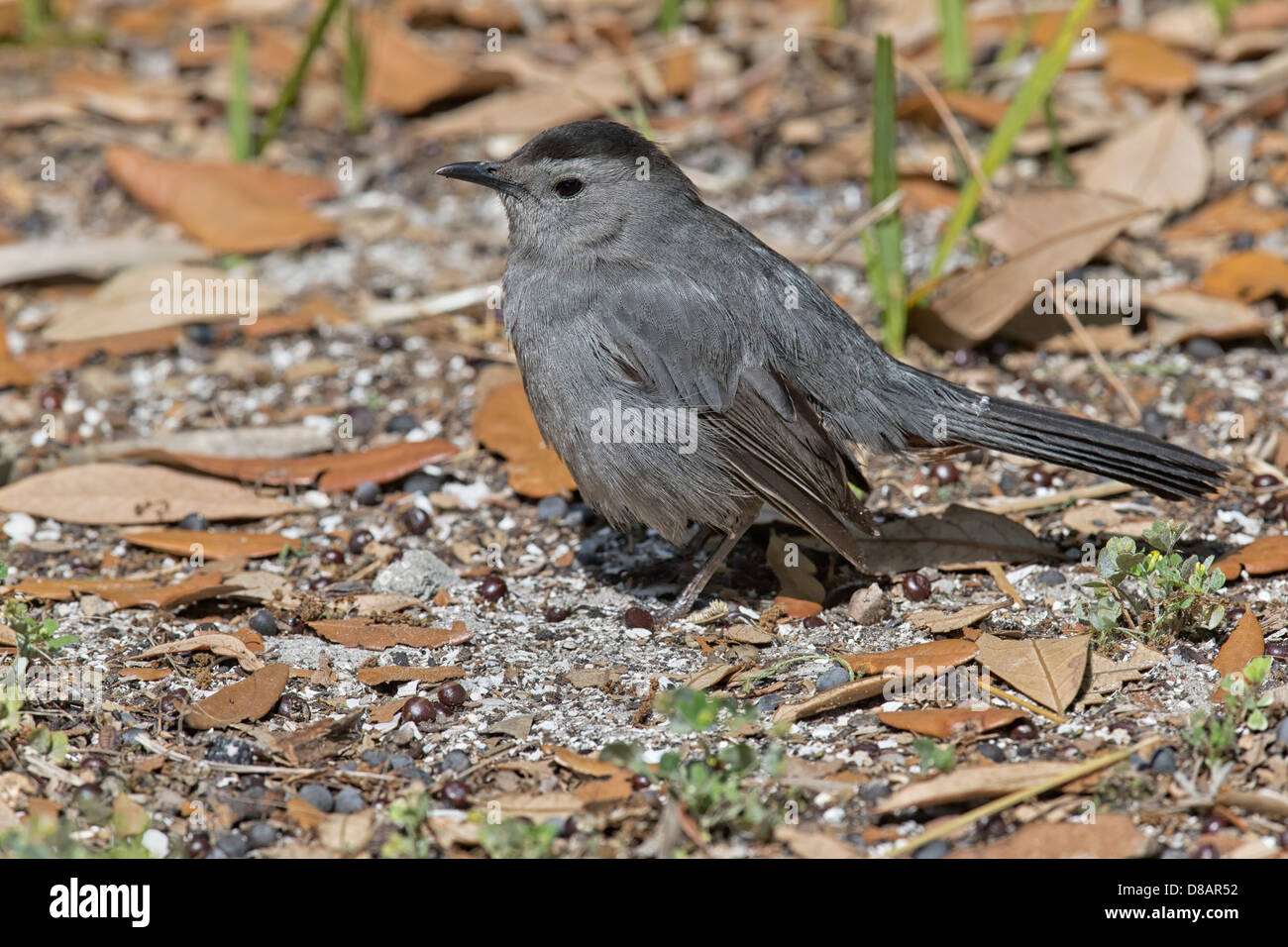 Adult catbird hi-res stock photography and images - Alamy