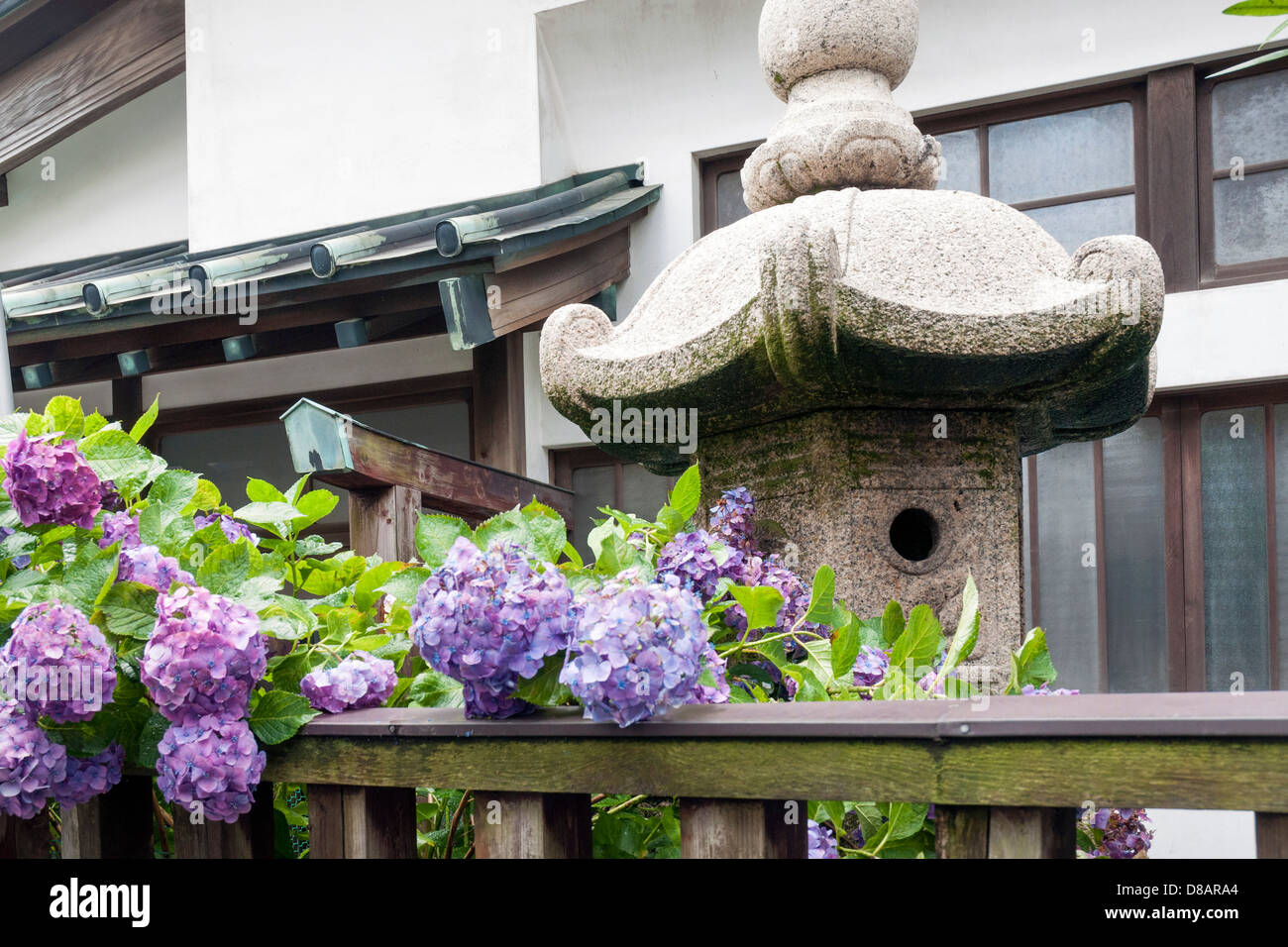 fragment of small temple yard with wooden fence, blossom hydrangeas and ...