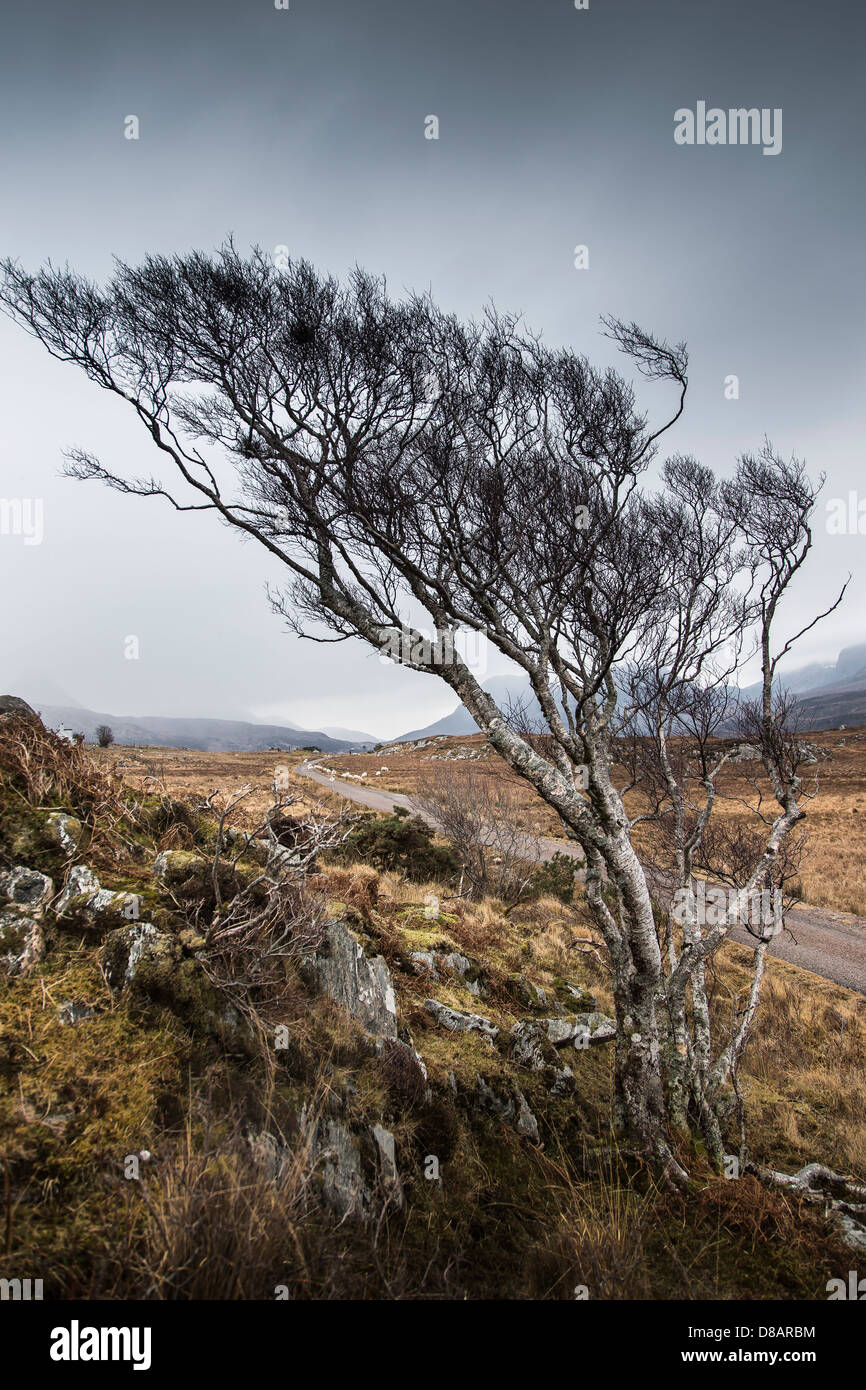 Stunted tree on the road to Achiltibuie in the Coigach in Scotland ...