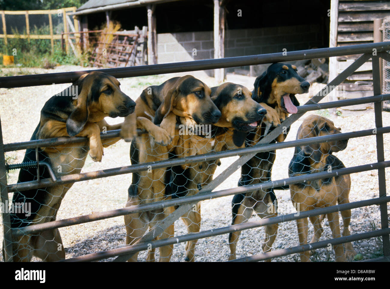 Bloodhounds Standing On Hind Legs Stock Photo - Alamy