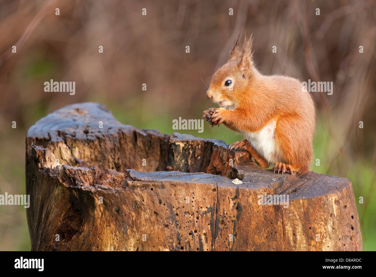 Red Squirrel stops to eat a hazelnut in Middleton, Freshwater, Isle of ...