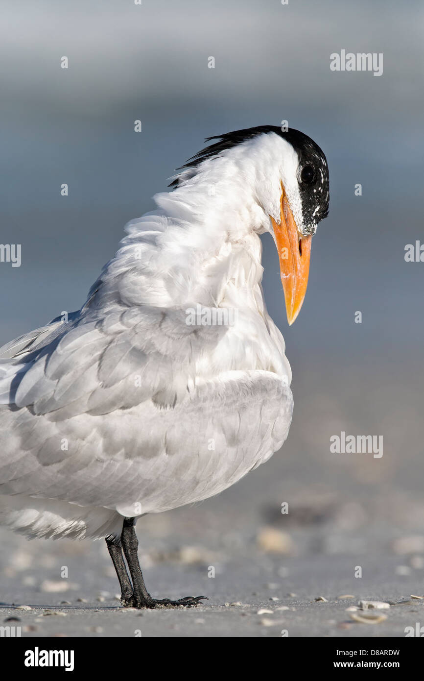 Royal Tern preening -close up Stock Photo - Alamy