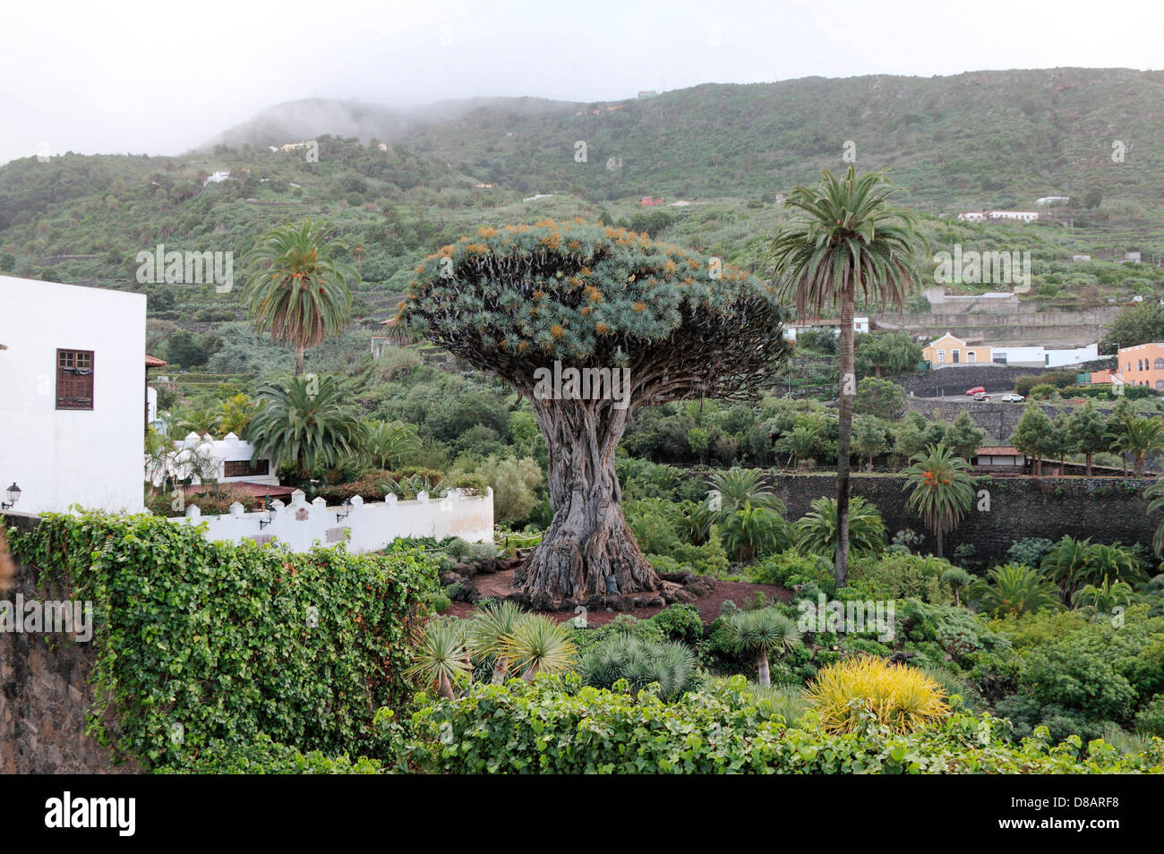 Oldest tree, Dragon Tree, Tenerife, Canary Island, Spain Stock Photo ...