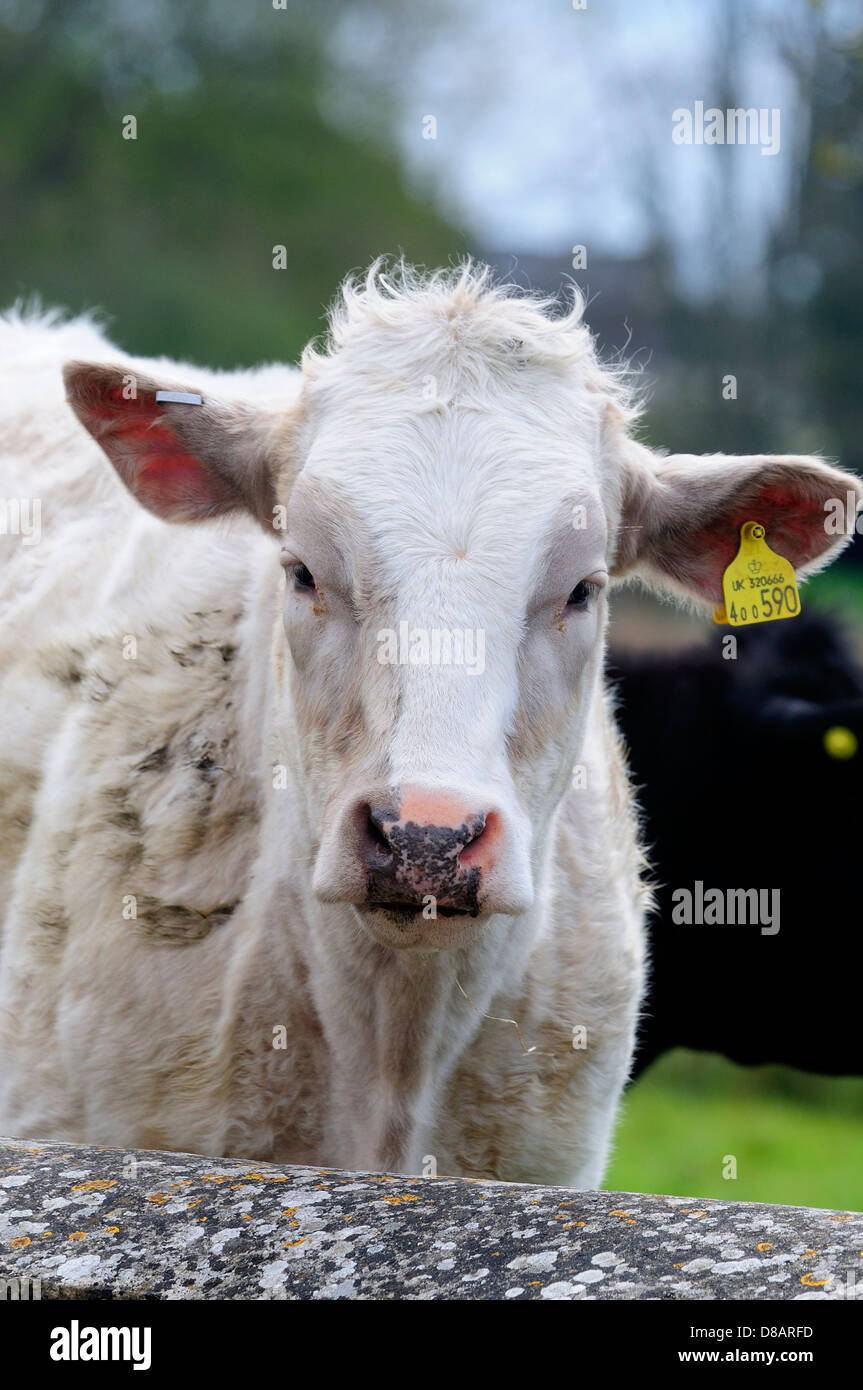 Calf ears hi-res stock photography and images - Alamy