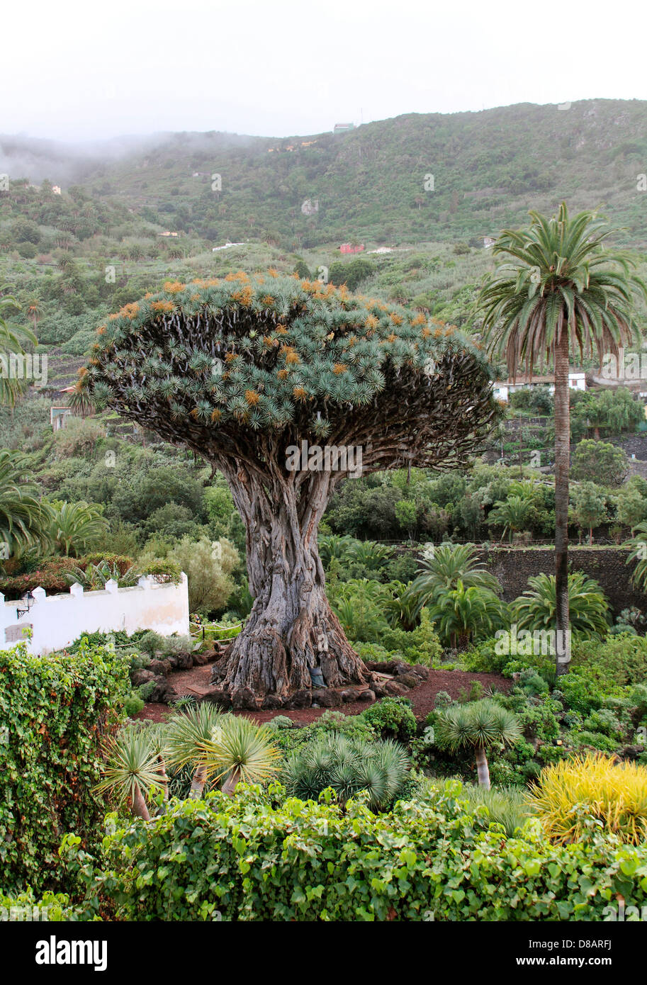 Oldest tree, Dragon Tree, Tenerife, Canary Island, Spain Stock Photo ...