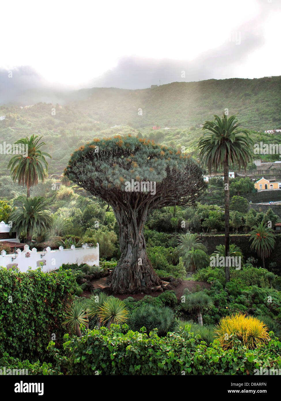 Oldest tree, Dragon Tree, Tenerife, Canary Island, Spain Stock Photo ...
