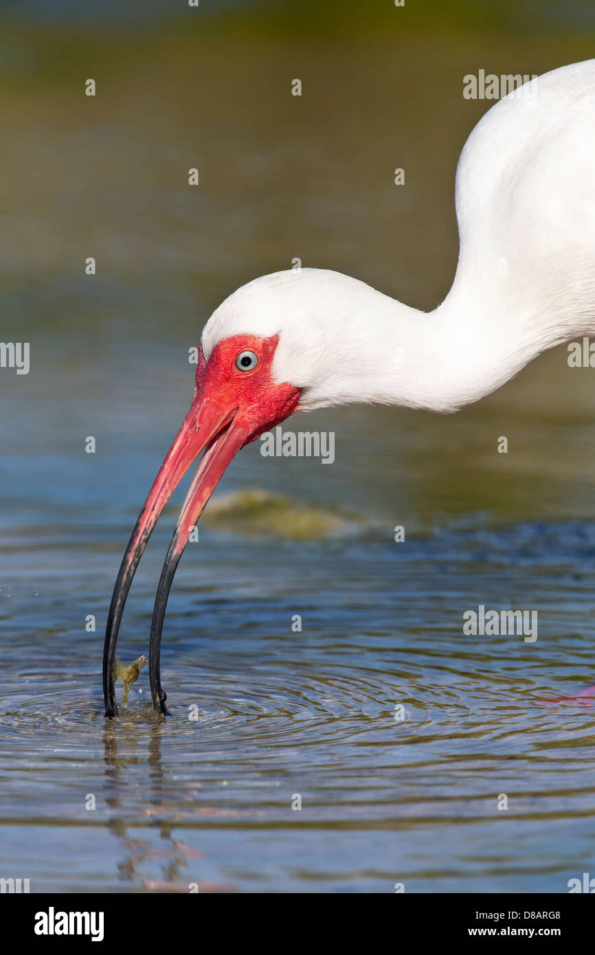 White ibis eating crab hi-res stock photography and images - Alamy