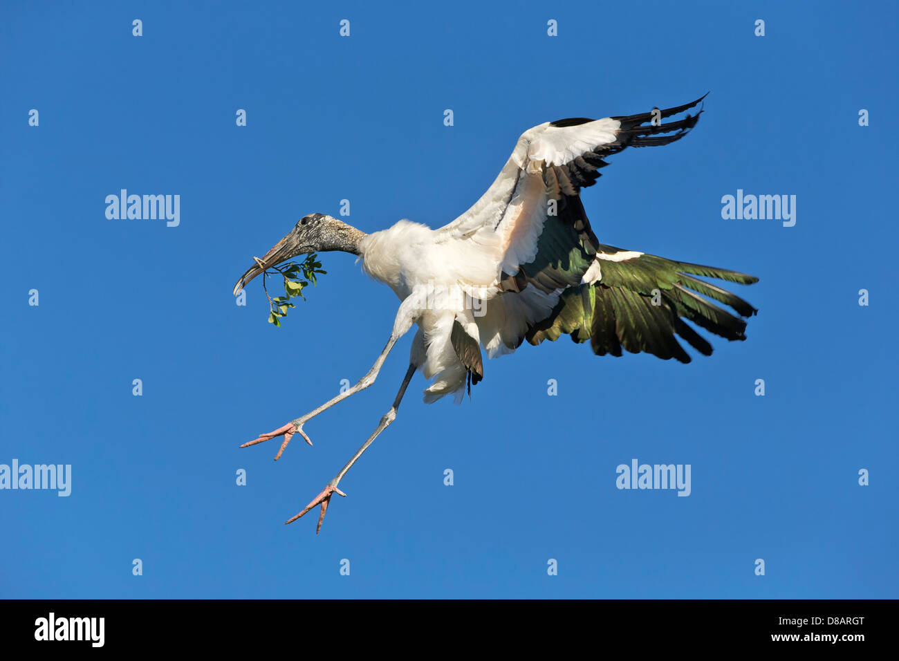 An adult Wood Stork in flight and landing back at the nest site with ...