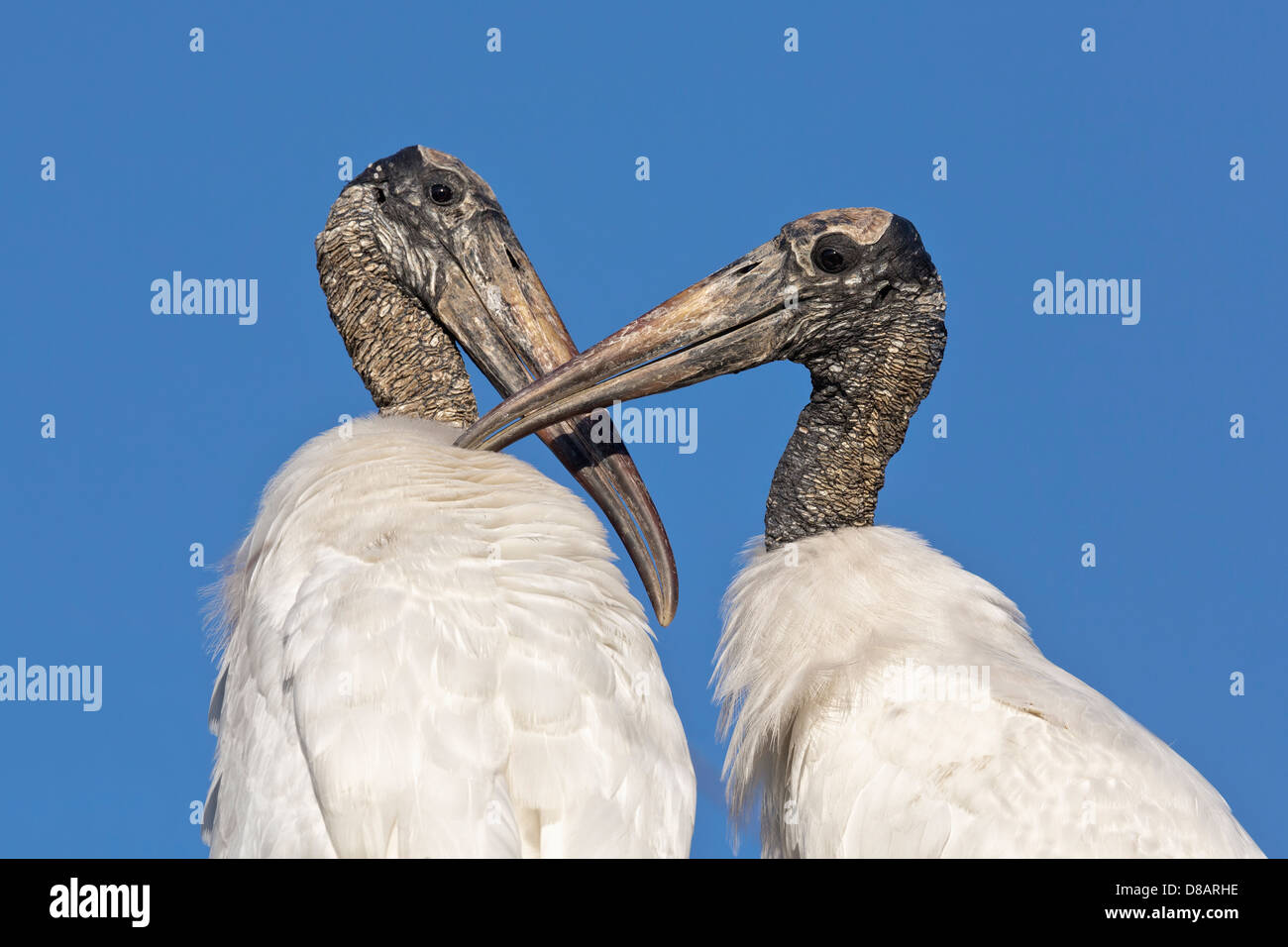 White curved display stand hi-res stock photography and images - Alamy