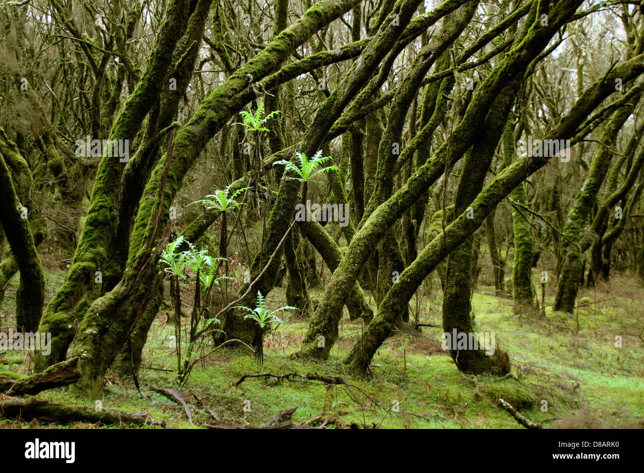 Rainforest in Garajonay National Park, La Gomera, Canary Island, Spain ...
