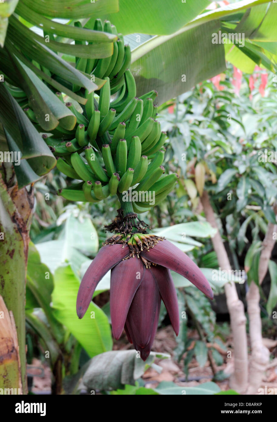 Banana tree with bloom, La Gomera, Canaries Stock Photo - Alamy