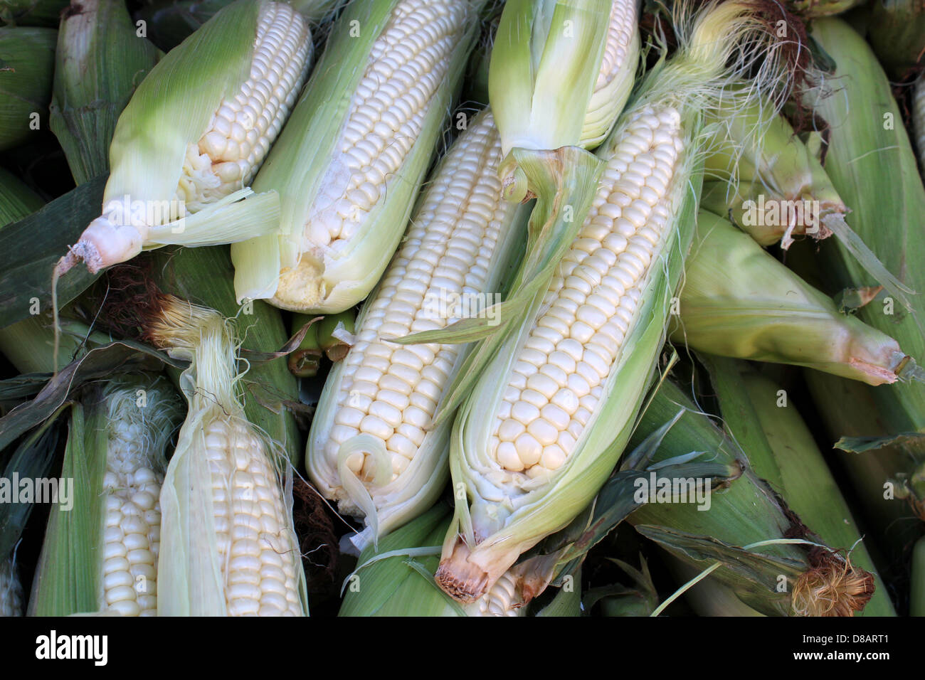 Several ears of corn with husks peeled back to show shoppers how fresh ...