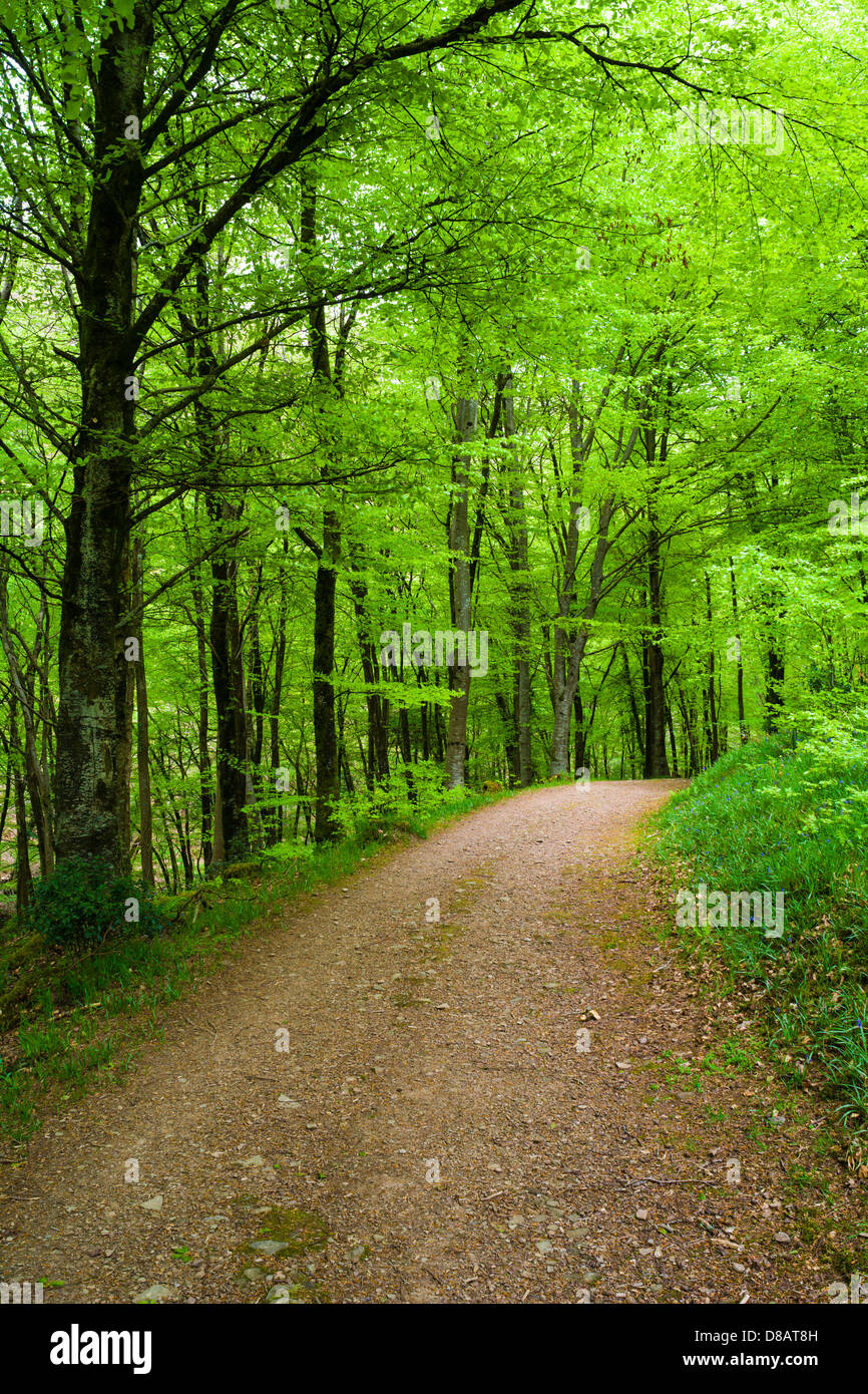 Devon pathway hi-res stock photography and images - Alamy