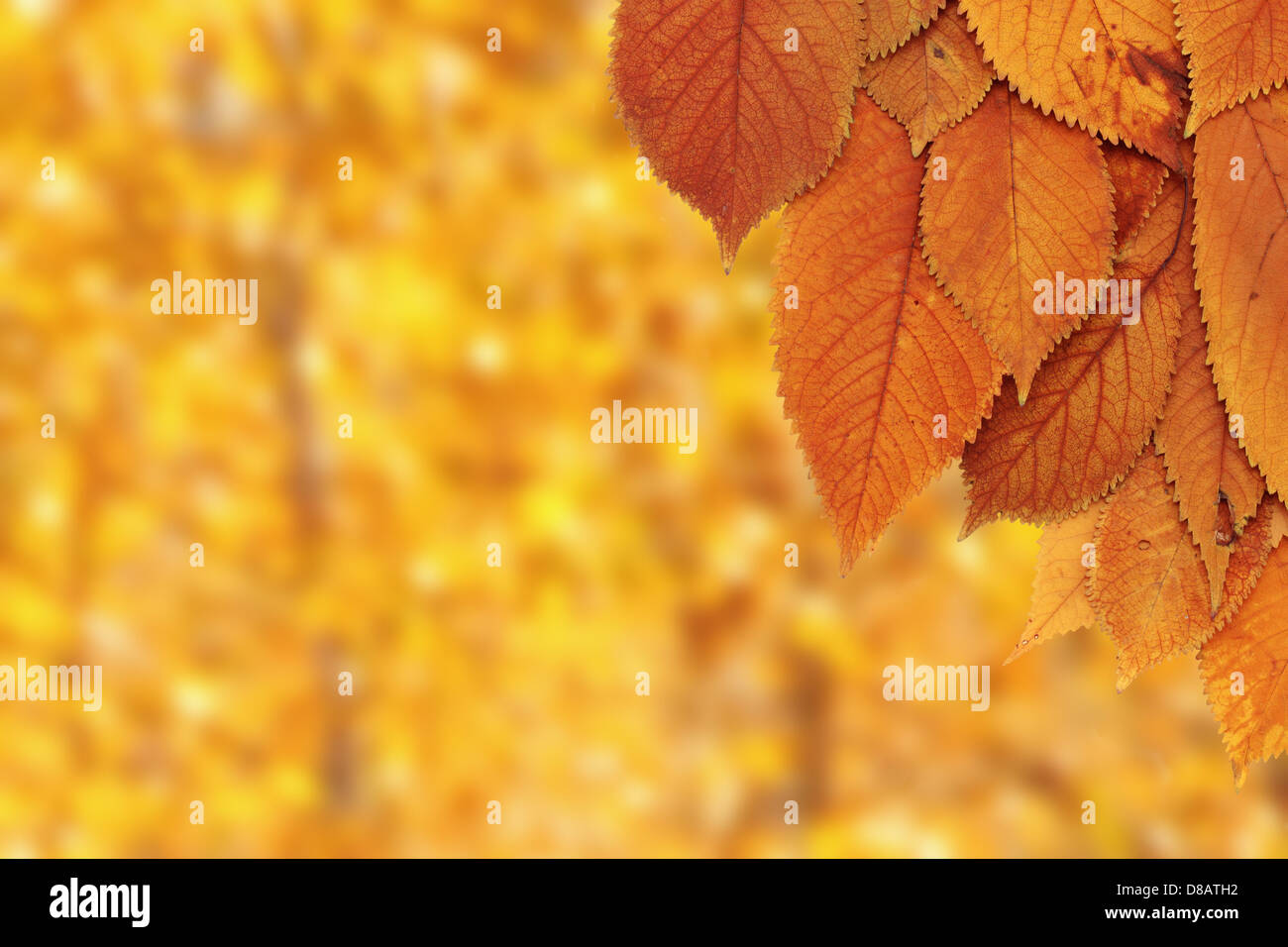 golden cherry leaves on a tree over beautiful autumn forest background ...