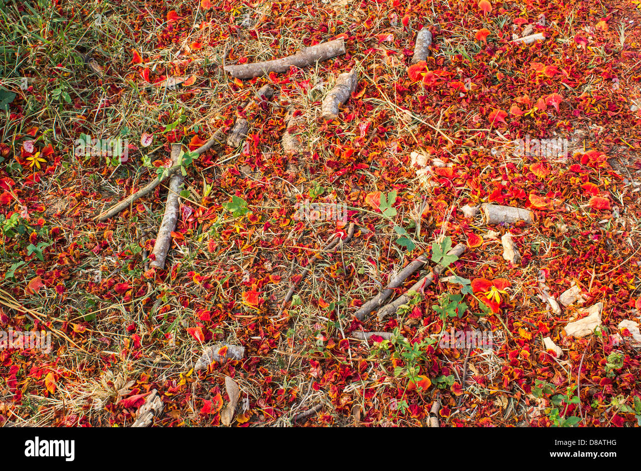 Peacock flowers falls Stock Photo - Alamy