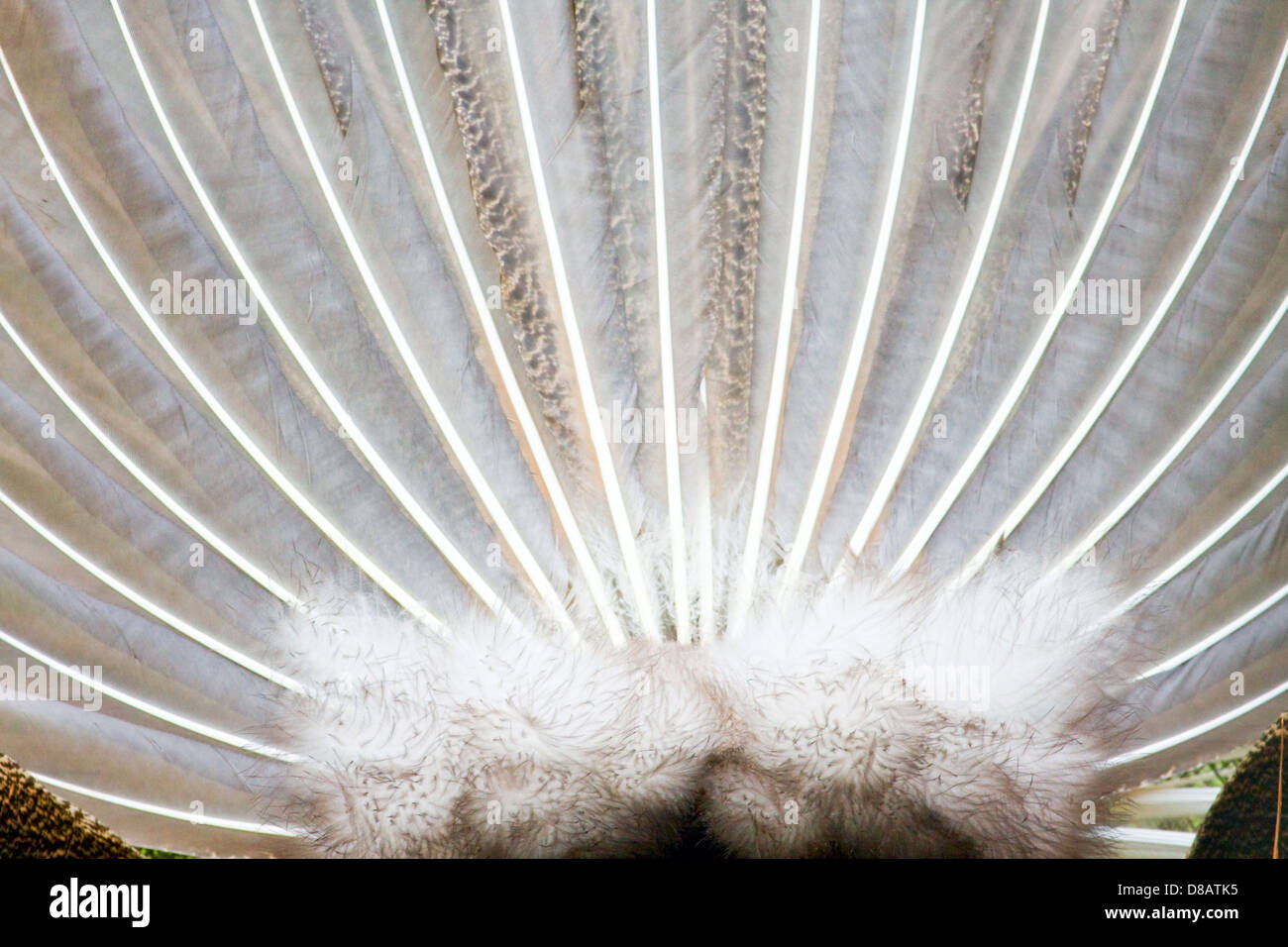 texture of beautiful peacock tail Stock Photo - Alamy
