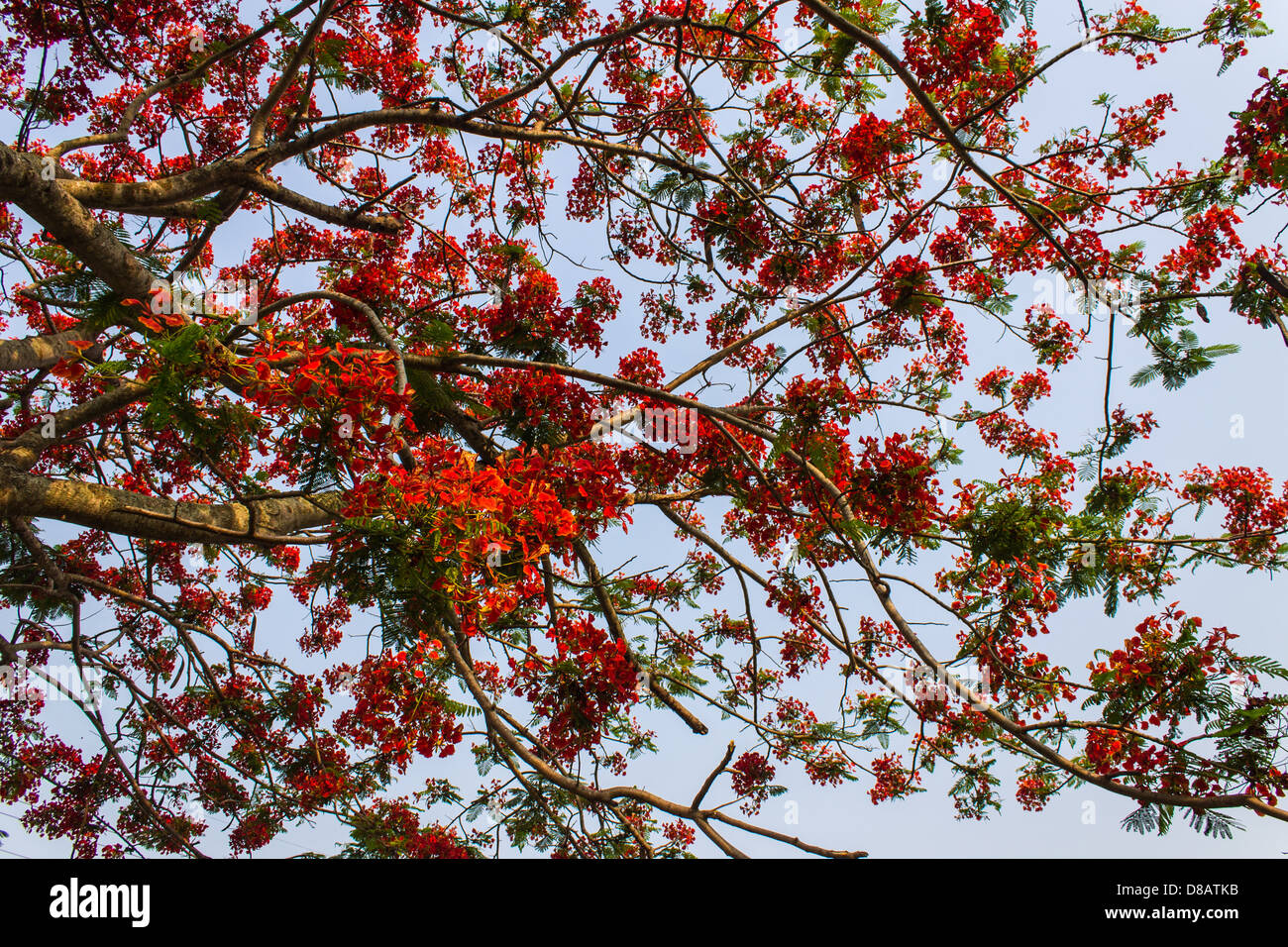 Peacock flowers falls Stock Photo - Alamy