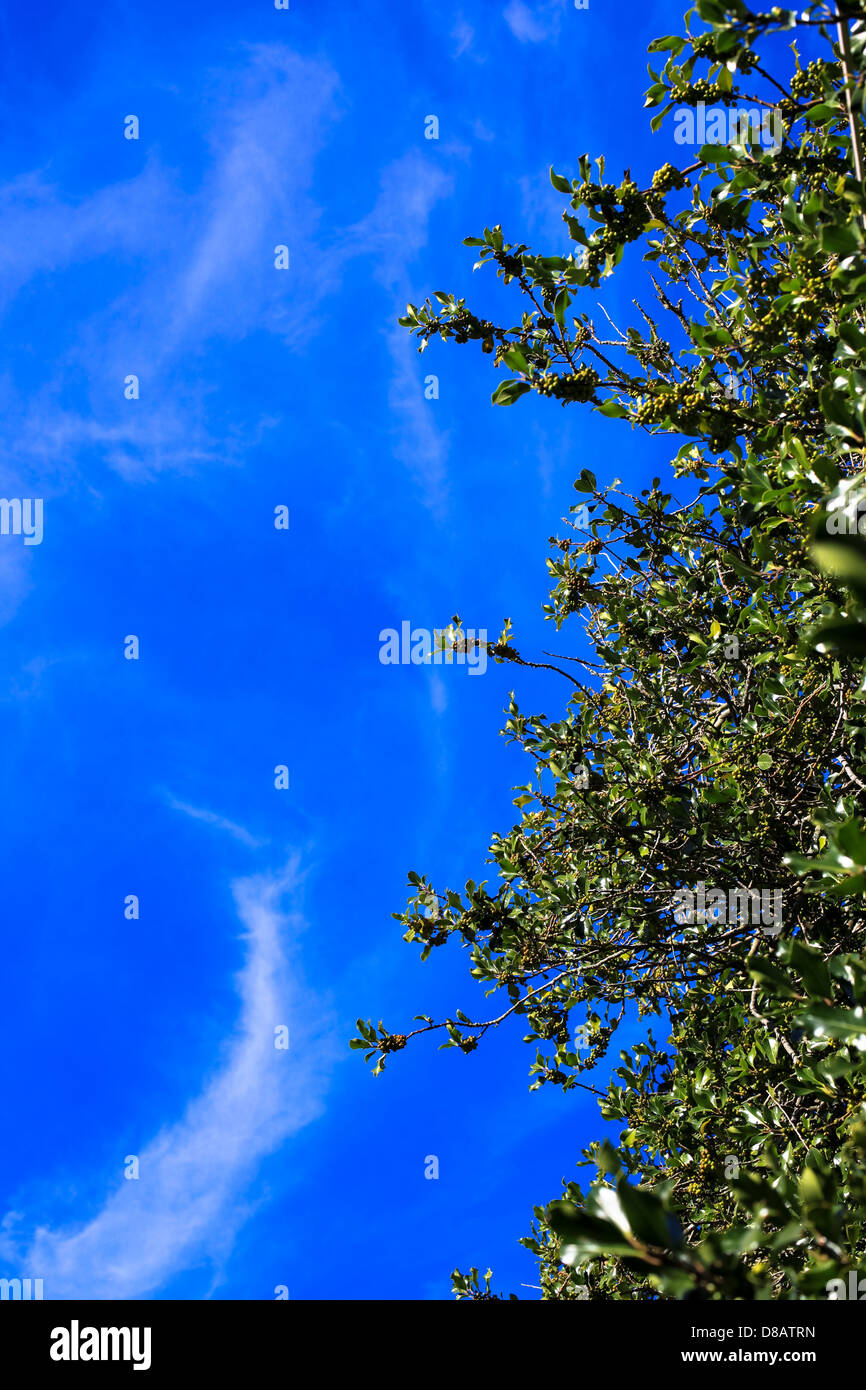 Tree against deep blue sky Stock Photo - Alamy