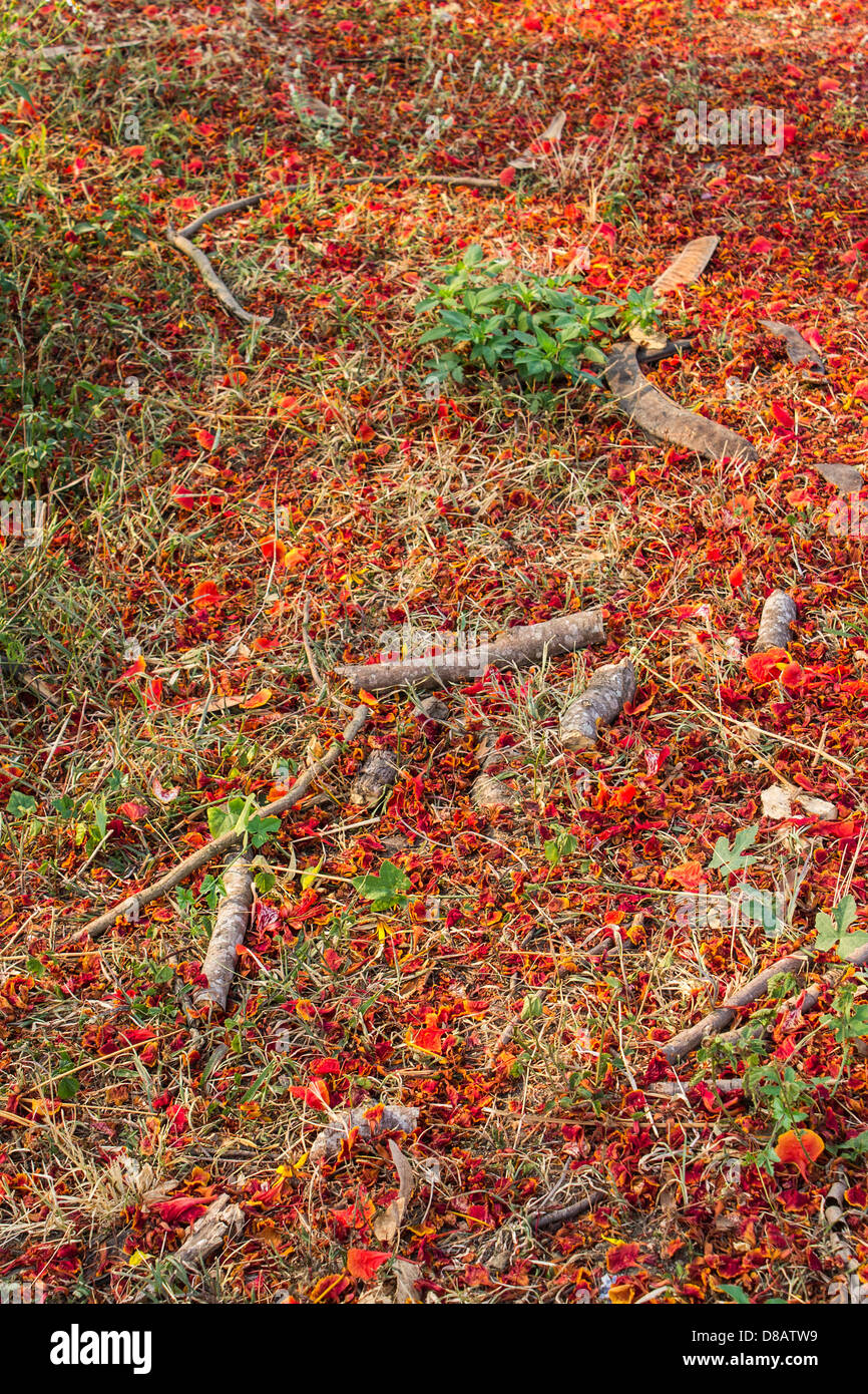 Peacock flowers falls Stock Photo - Alamy