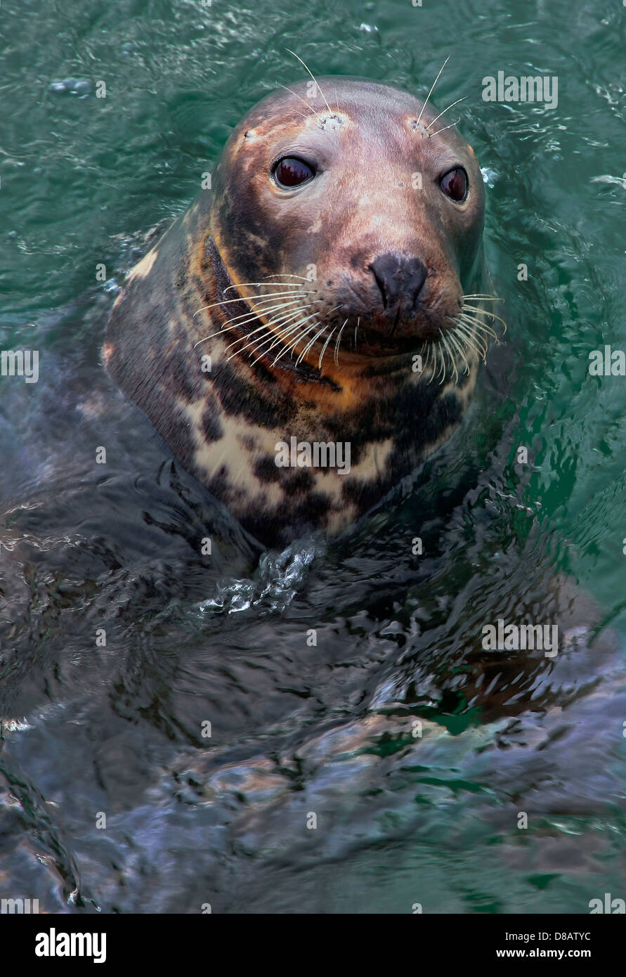 Seal in The Harbour at St.Ives,Cornwall Stock Photo - Alamy