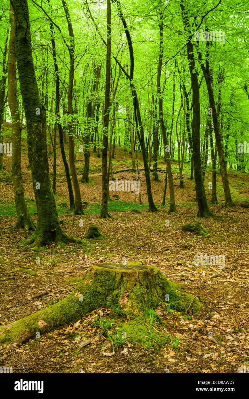 Beech trees in spring in Barton Wood, Exmoor National Park, Devon ...