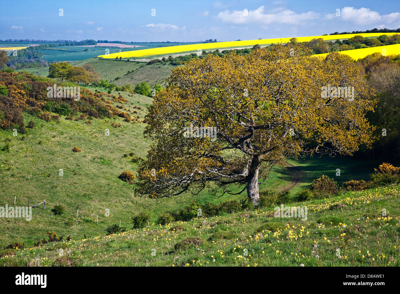 A view of an Oak tree on Middleton Down in Wiltshire with cowslips and ...