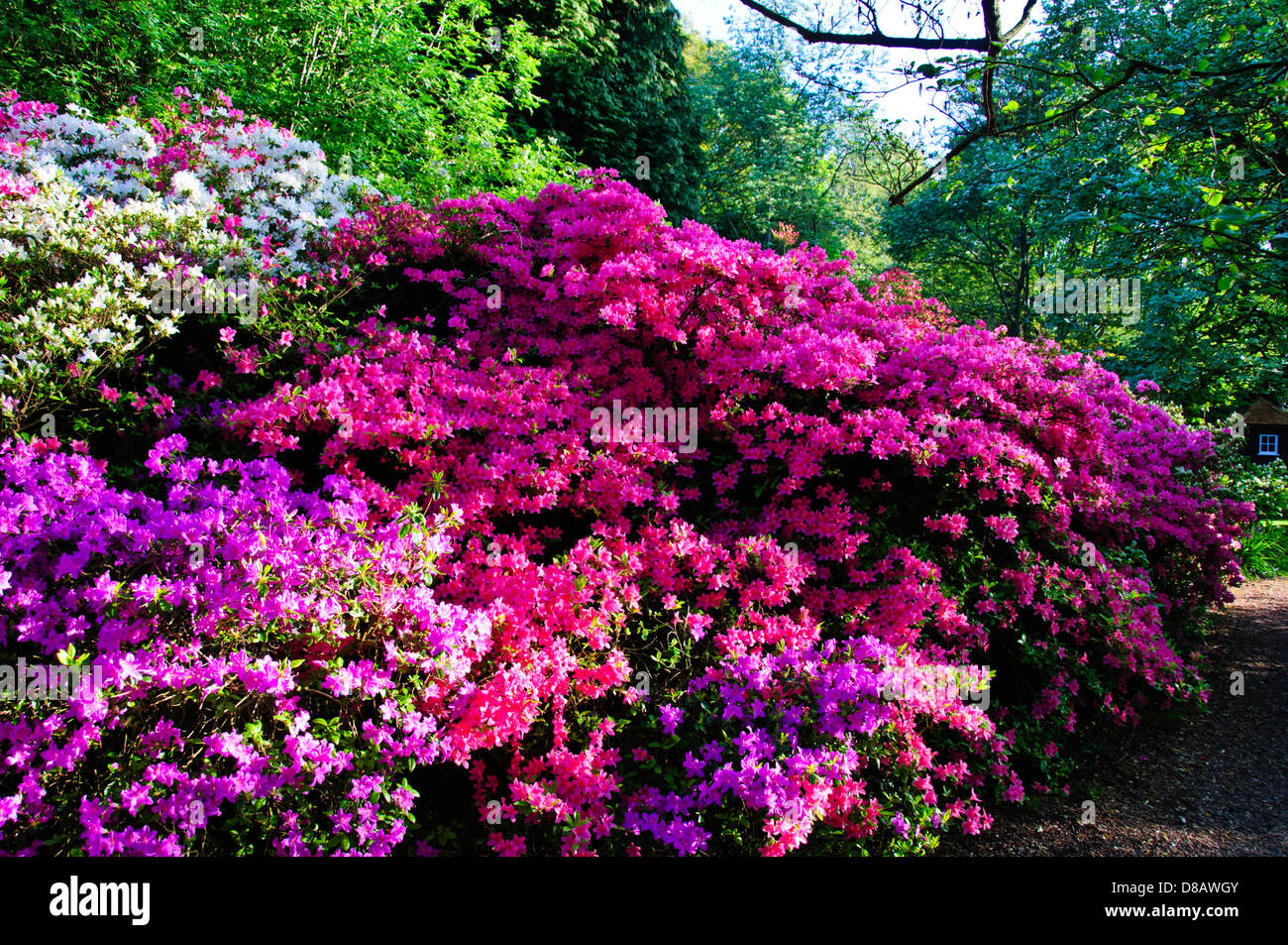 Isabella Plantation,Magnificent Display,15 Known Varieties of ...