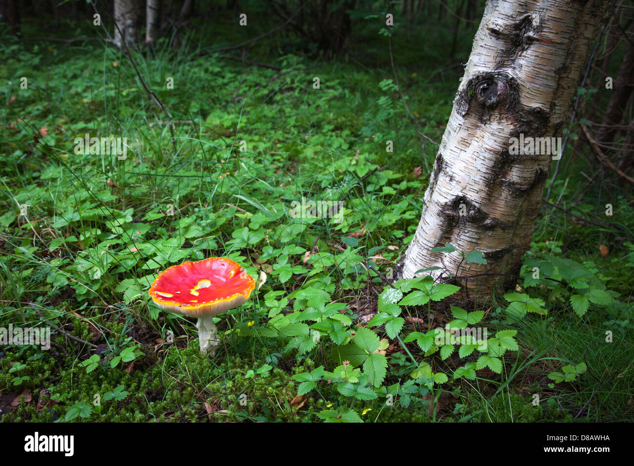 Fly agaric or Fly amanita, Amanita muscaria in woodland, with silver ...