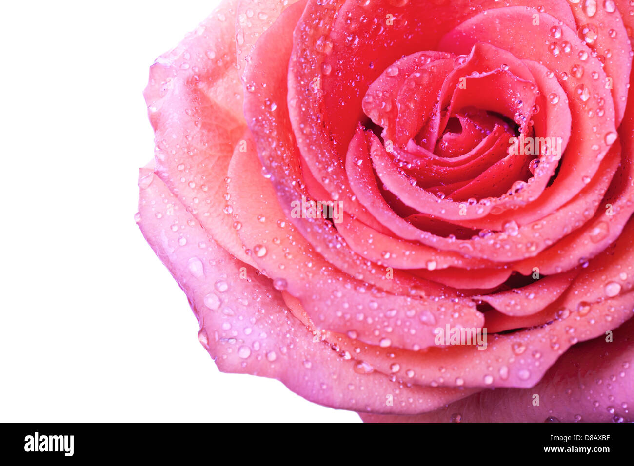 Pink rose isolated on white background with copy space Stock Photo - Alamy