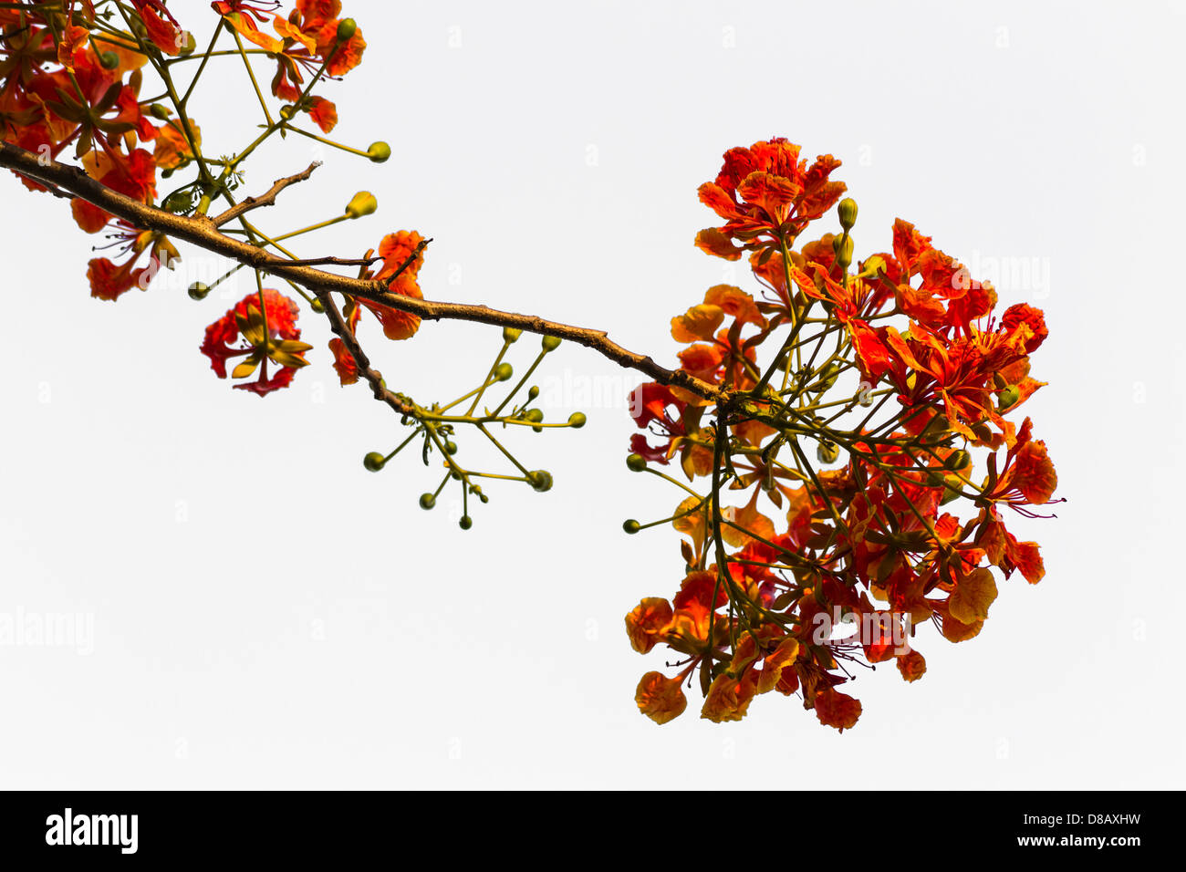 Vermilion flowers hi-res stock photography and images - Alamy