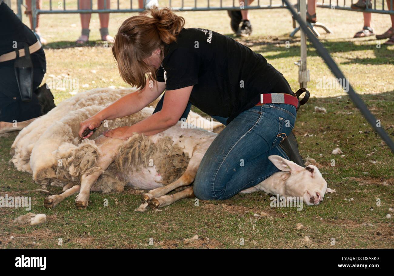 Sheep shearing competition hi-res stock photography and images - Alamy