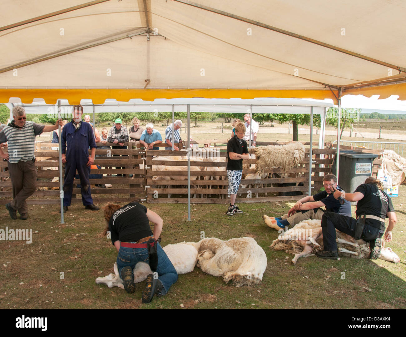 Woman sheep shearing hi-res stock photography and images - Alamy