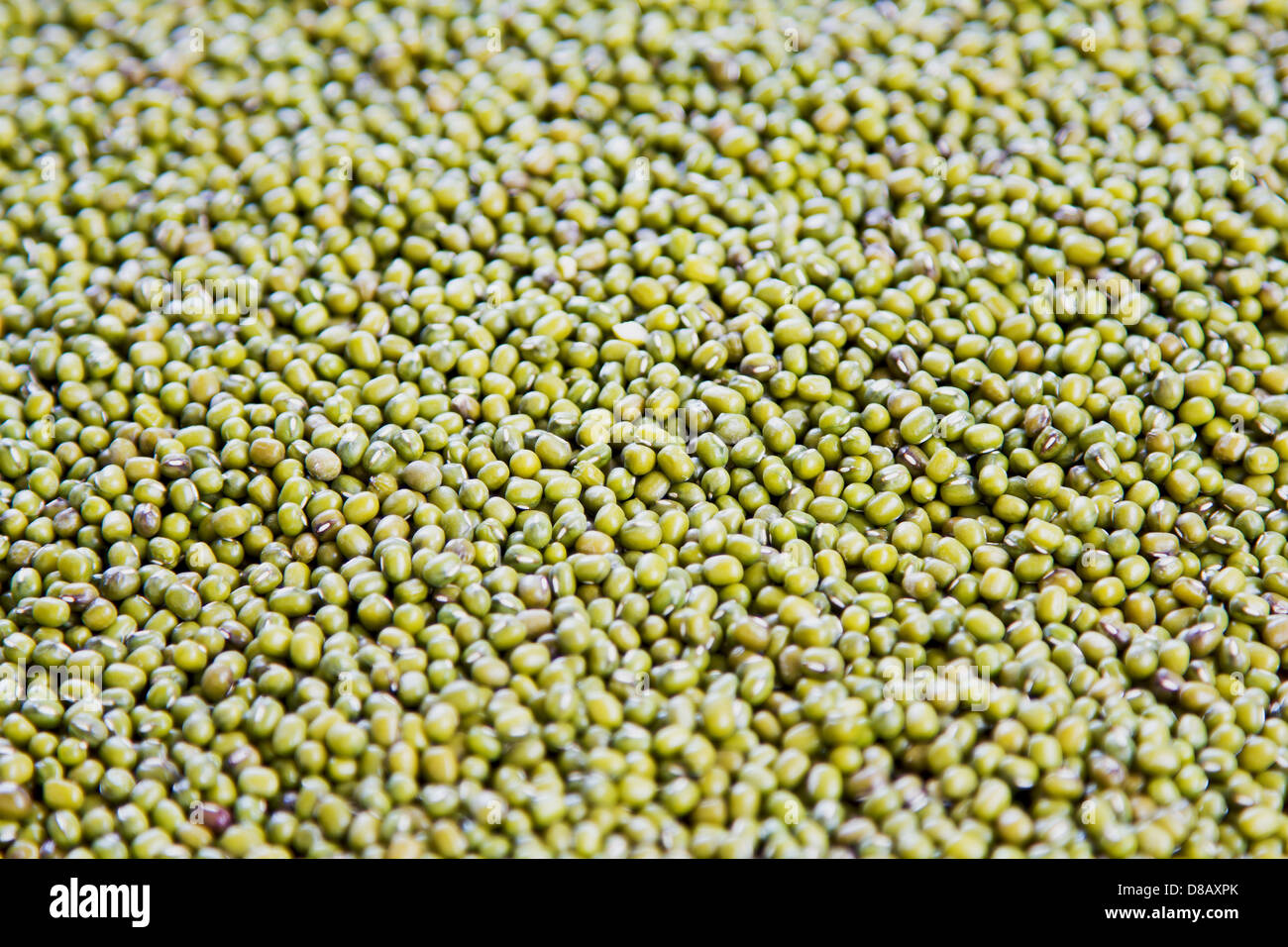 Mung Bean also known as Green gram or Golden gram Stock Photo - Alamy