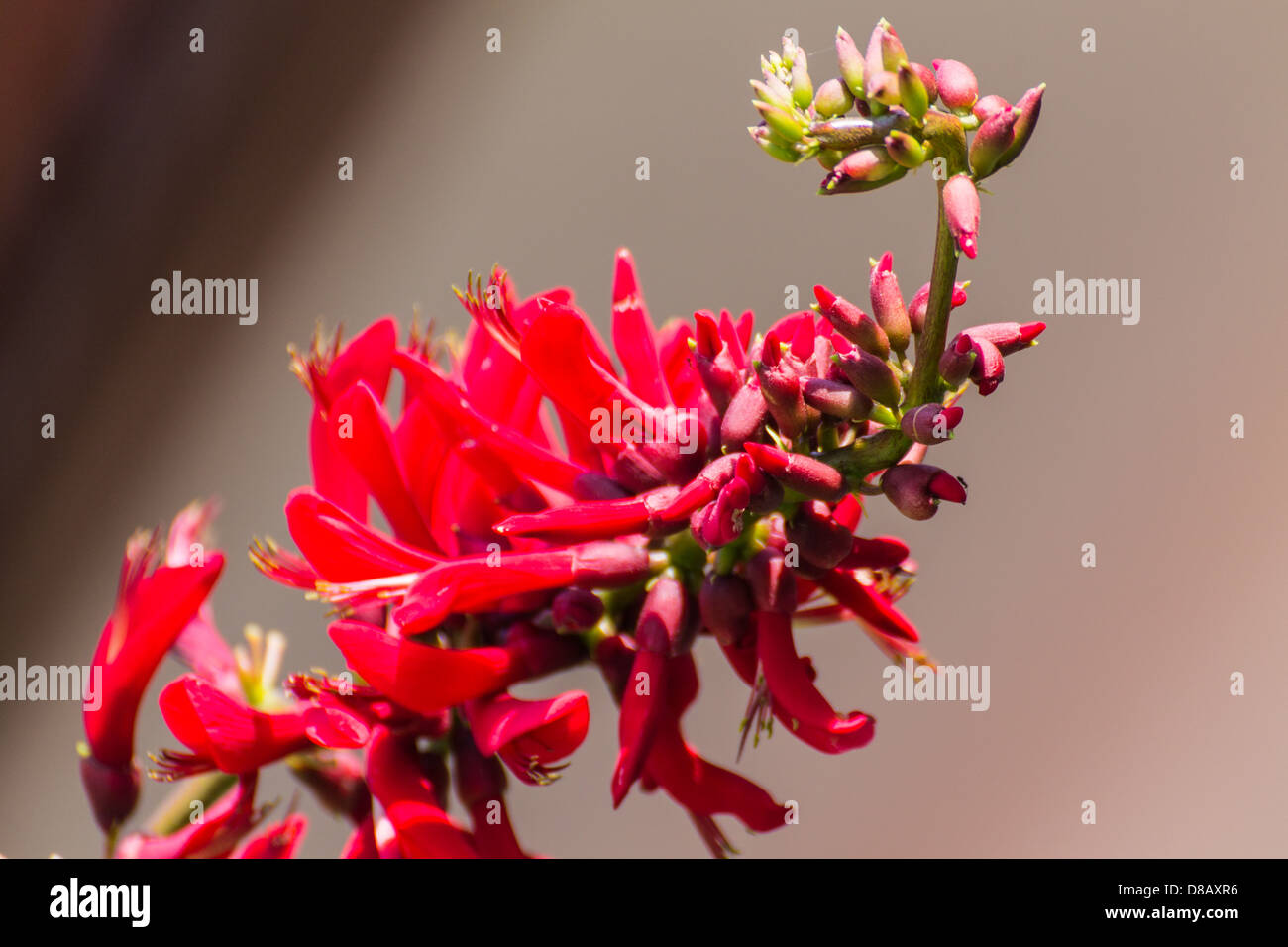 Erythrina variegata hi-res stock photography and images - Alamy