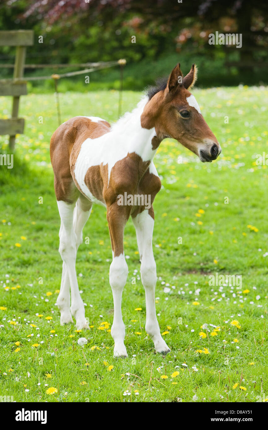 A 6 day old foal outside in a paddock in England in spring time Stock ...