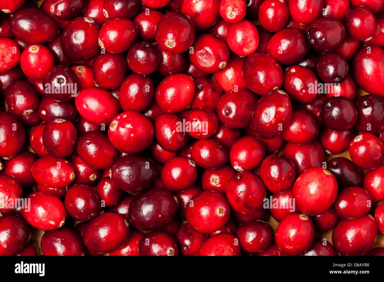 Red Ripe Cranberry against a back ground Stock Photo - Alamy