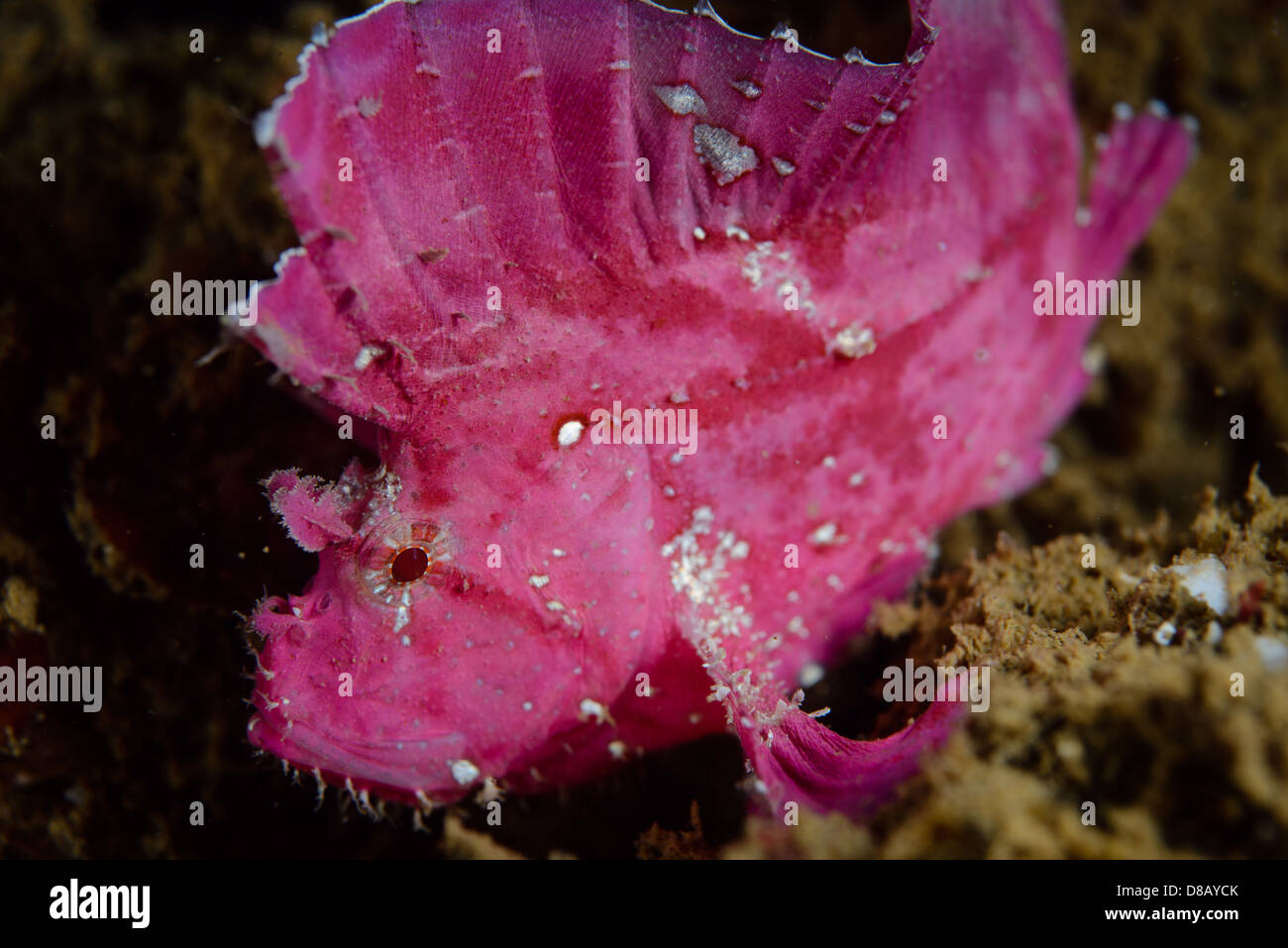 A pink Leaf Scorpionfish stay put into position and only moves from ...