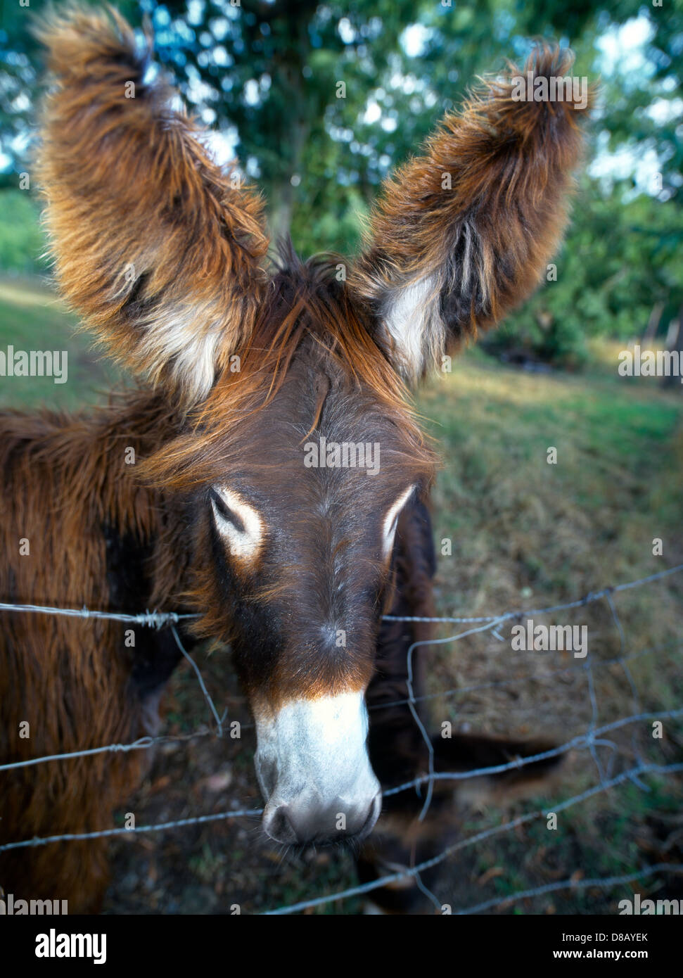 Normandy donkey hi-res stock photography and images - Alamy