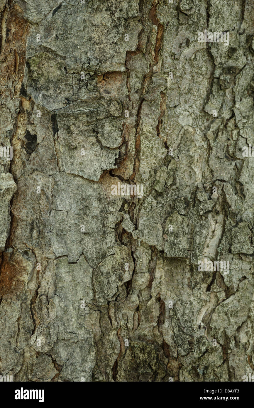 larch bark background, green cast color Stock Photo - Alamy