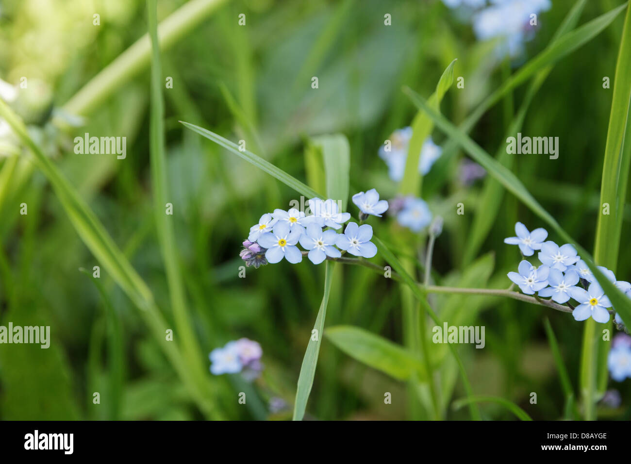 forget-me-nots on meadow close up, selective focus Stock Photo - Alamy