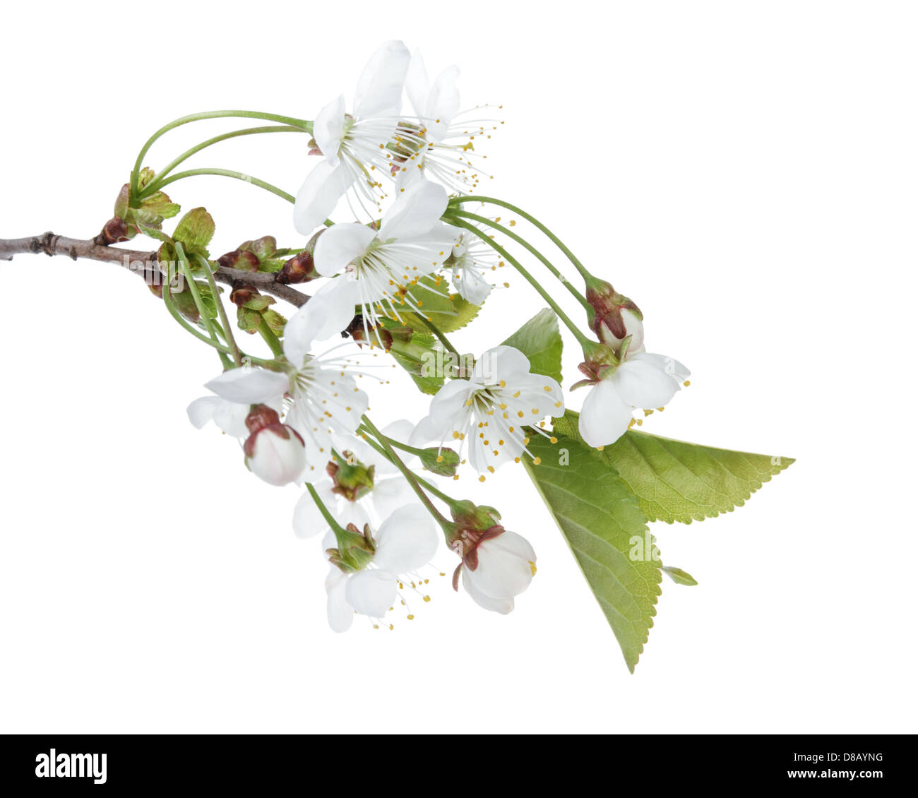 blossom cherry branch, isolated on white background Stock Photo - Alamy