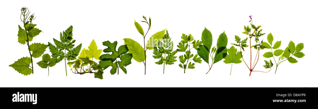 Spring with fresh green leaves hi-res stock photography and images - Alamy