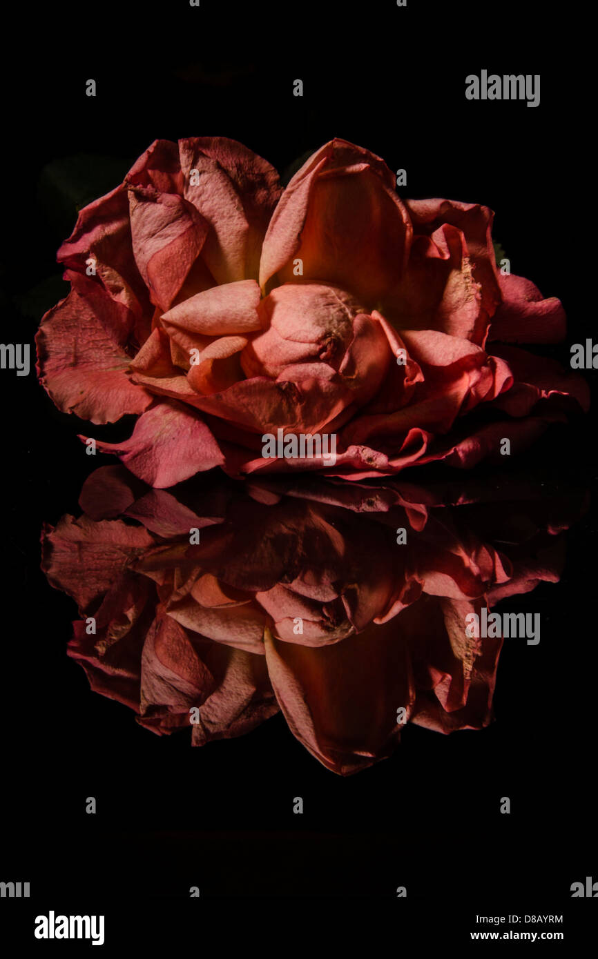 Black studio hi-res stock photography and images - Alamy