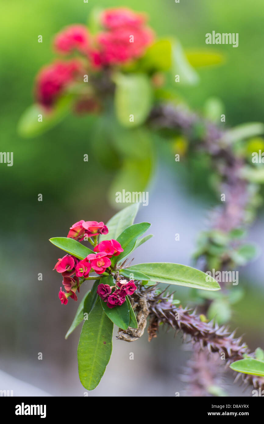 Sian plant hi-res stock photography and images - Alamy