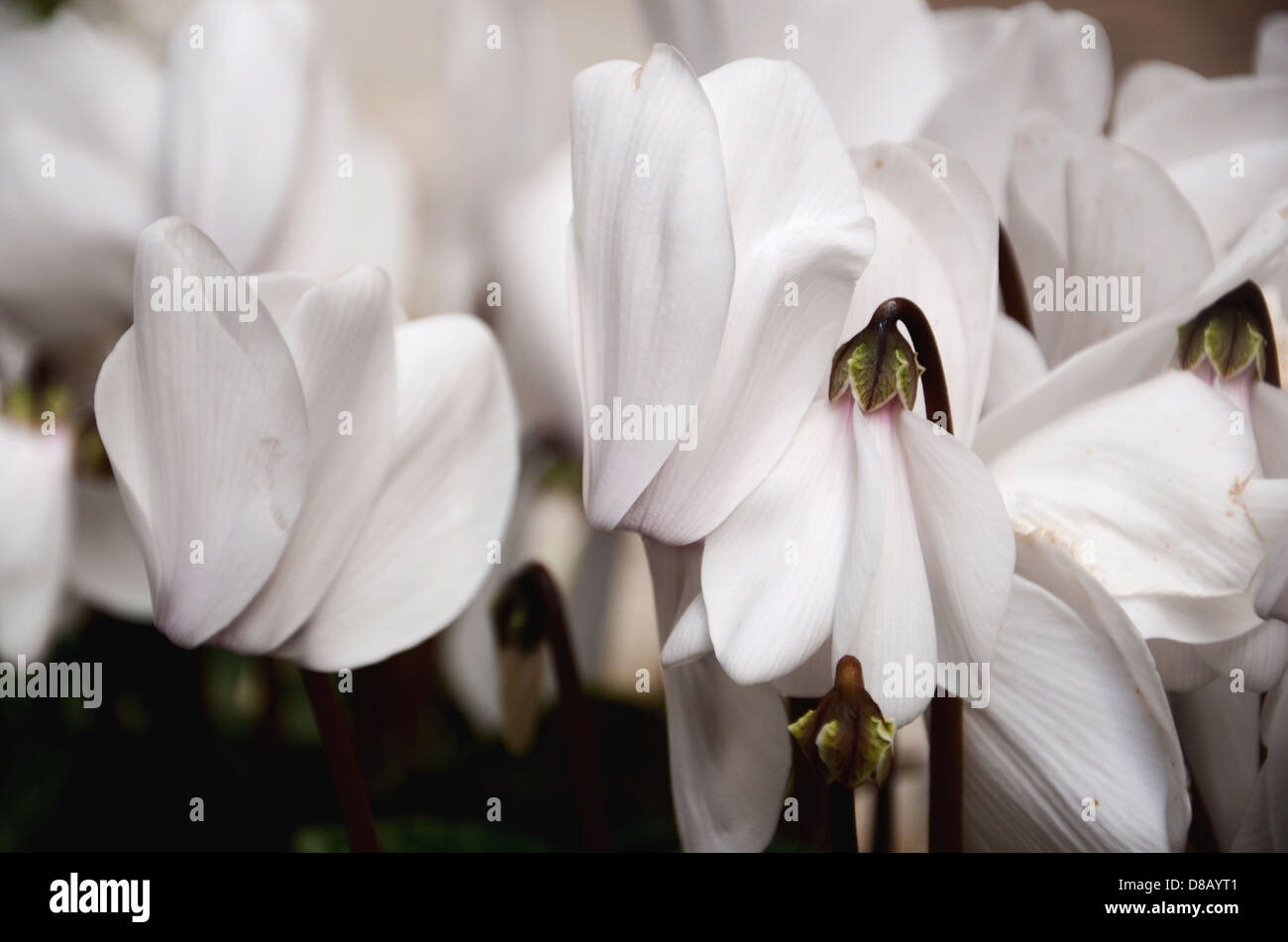 Flowers in the grounds of St Peter's Basilica Stock Photo - Alamy