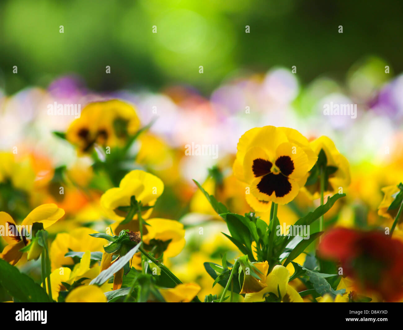 Colorful poppies in nature Stock Photo - Alamy